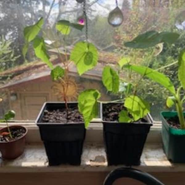 1 Southern Home Muscadine Grape Plant: Alachua Black Fruit Vine - Etsy