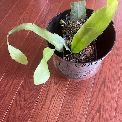 CALOTROPIS GIGANTEA Giant / Madar/ Milkweed Tree Plant Butterfly Garden ...