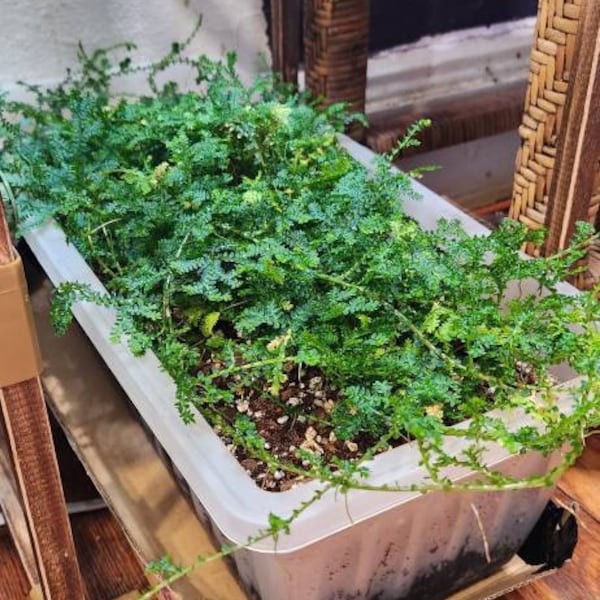 17" Translucent Rectangle Planter for Crawling Philodendrons, Monsteras ...