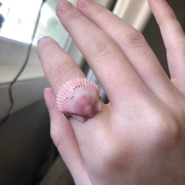 Sunray Venus Shells, Size Giant (4.5"- 5.5") - per 6 Shells - Florida ...