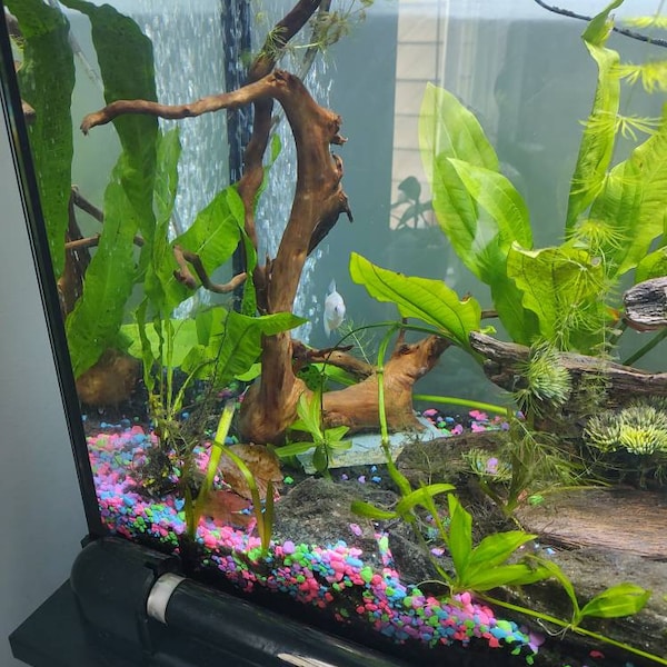 Spider Wood Aquarium Driftwood for Aquarium, Terrarium, Vivarium, and ...