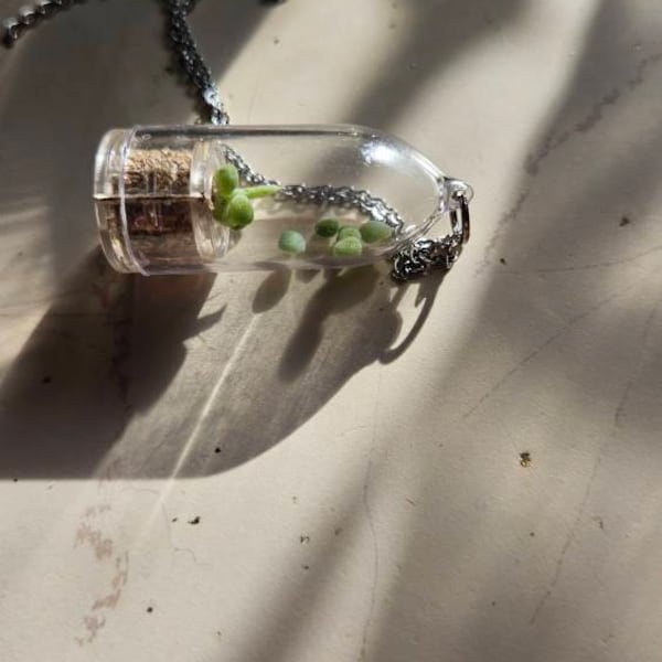 Tulip - Live Terrarium Plant - Miniature Living Succulent Cacti Plant ...