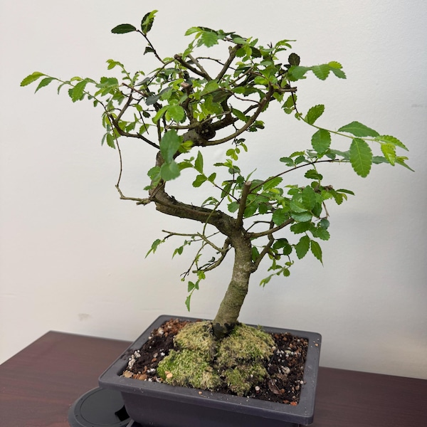 Chinese Elm Bonsai Tree - Ulmus Parvifolia - Age 9 With Live Moss - Etsy