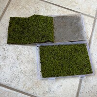 Live Clean and High Quality Planted Sheet Moss & Cushion Moss for ...