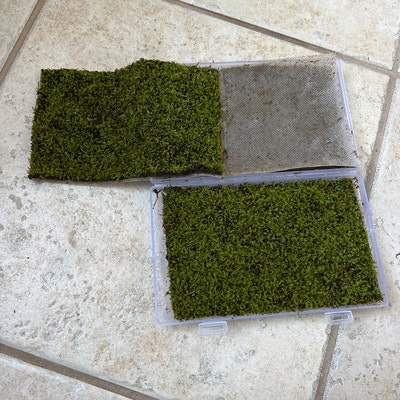 Live Clean and High Quality Planted Sheet Moss & Cushion Moss for ...