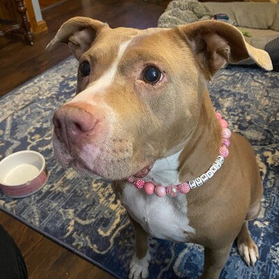 Peach Lilac Julep Beaded Dog Collar Personalized, Spring Pastel Glam ...