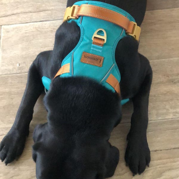 Personalized Pet Harness, Night Reflective Collar With Customized Name ...