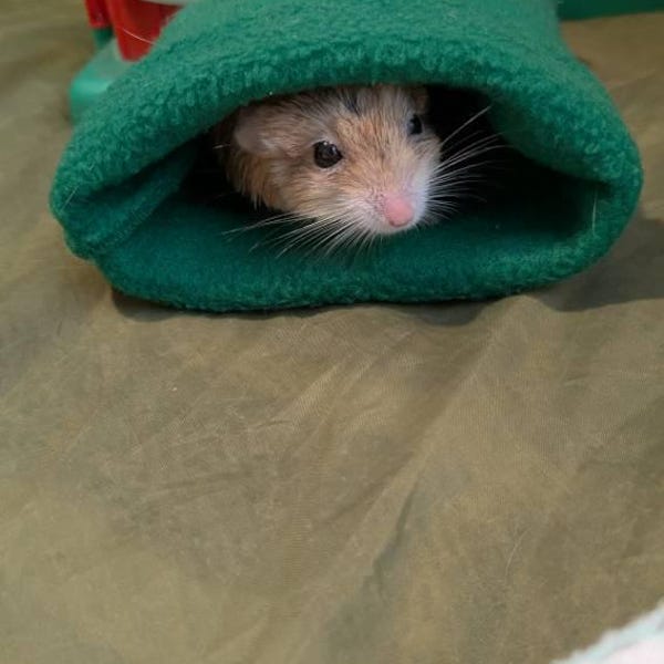 Rat Dress for Rat Crochet Dress for Pet Rat Sweater for Fancy Rat ...