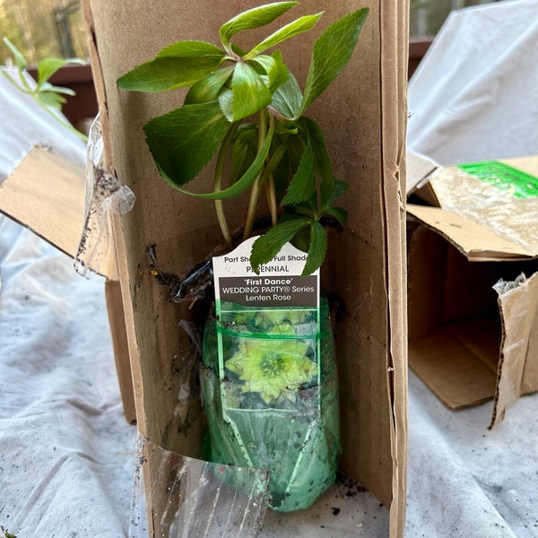 Helleborus ‘first Dance' WEDDING PARTY® Series - Etsy