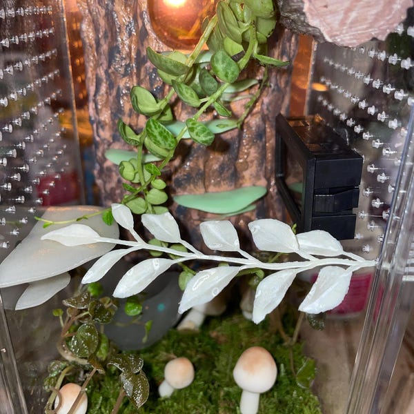 Princess Pine Tree Clubmoss Plants for Fairy Garden, Terrarium, Garden ...