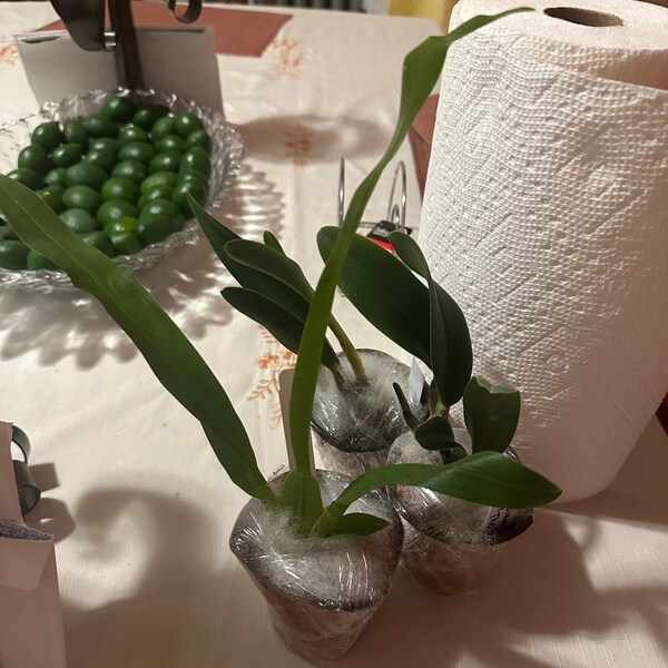 Live Orchid Plant Brassocattleya Hamlyn's Magic 'leilani', Blooming ...