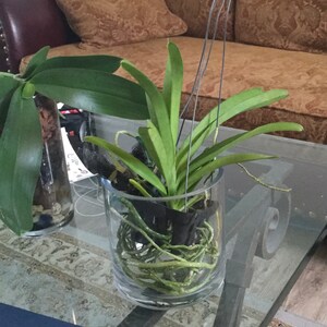 Live Orchid Vanda Flower Plant From Hawaii Exotic - Etsy