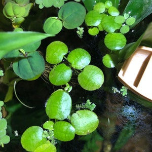 Fully RED Plants With Pogostemon Helferi Downoi Freshwater - Etsy