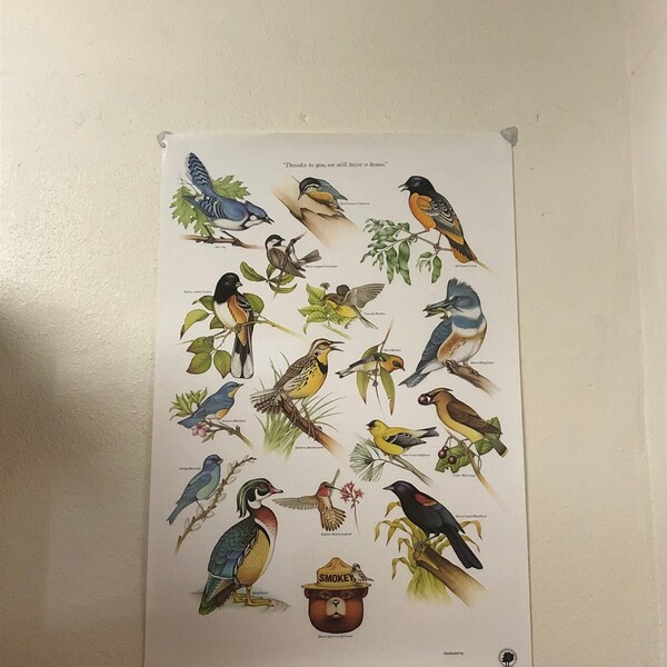 Smokey Bear Tree ID Poster - Etsy