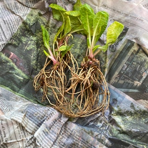 10/ Periwinkle vinca Minor BARE Root Starter Plants. | Etsy