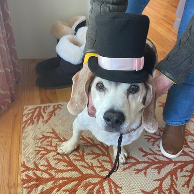 Dog Top Hat Wedding Top Hat Dogs Party Dog Hat Pet Hat Dog - Etsy