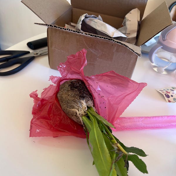 Buddha's Hand Lemon Grafted Plant Fingered Citron Fruit Tree Tropical ...