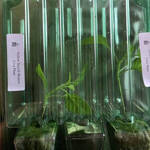 Mosco Chile Pepper Seeds - Etsy