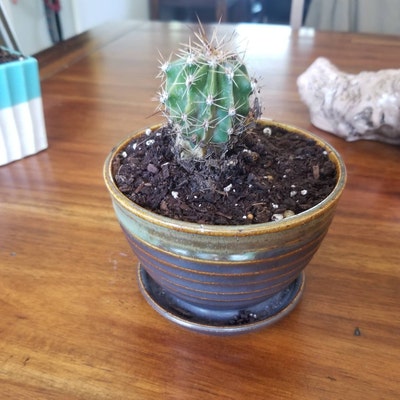 Black and Gold Rain Chain, Flower Cups, Metal Rain Chain, Chain Gutter ...