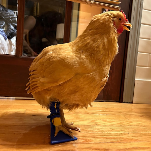 Full Leg and Foot Splint for Chicken or Duck - Etsy