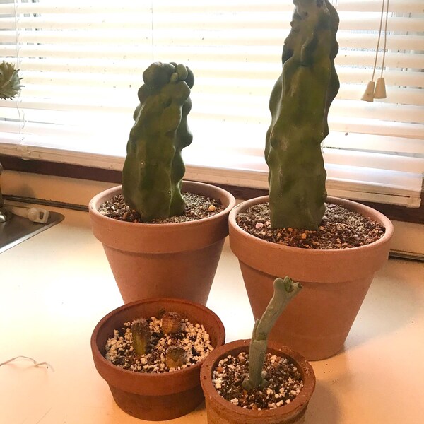 Echinopsis Candicans argentine Giant XXL Live Cactus Plant Rooted ...