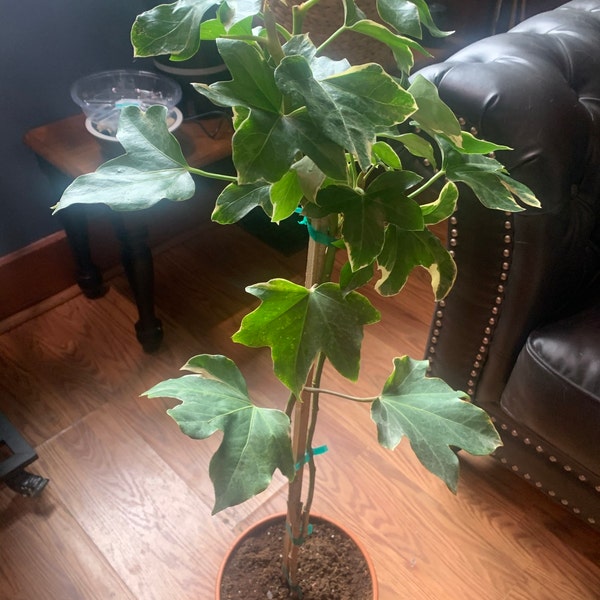 Fatshedera ‘angyo Star’ Tree Ivy Live Plant Ship in 6" Pot - Etsy