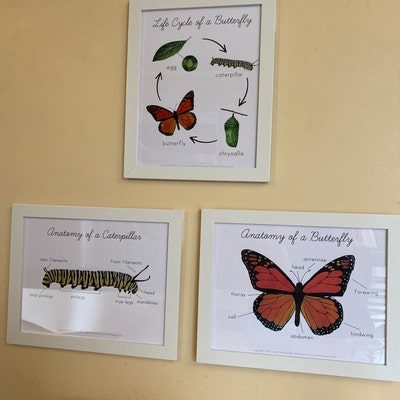 Butterfly Life Cycle & 3 Part Cards - Etsy