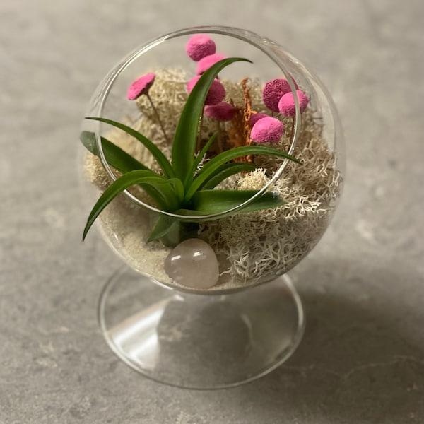 Air Plant Terrarium With Pink Rose Quartz / 4 Round Glass Pedestal ...