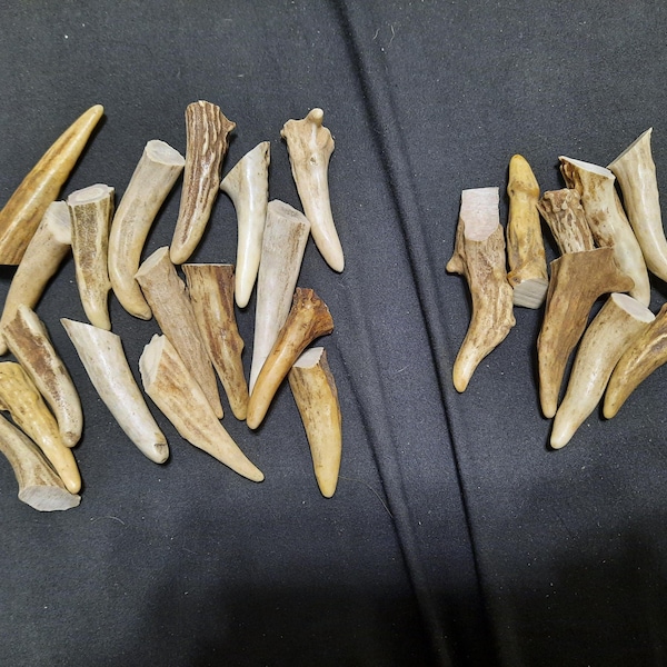 Bulk Packs Small Polished Deer Antler Crafting Tips /tines/points ...