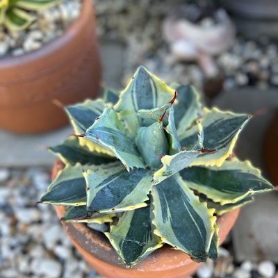 Portulaca Afra 'variegata Variegated Elephant Bush in 6 - Etsy