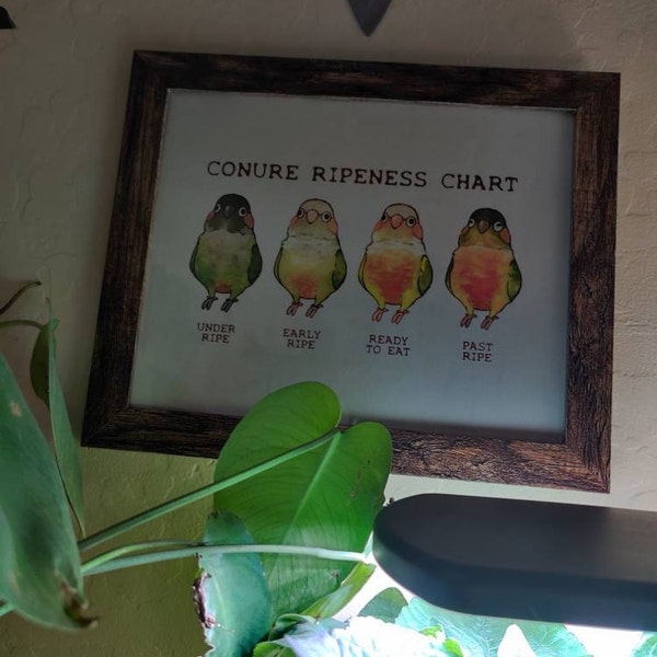 Conure Ripeness Chart Poster - Etsy
