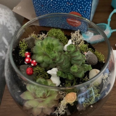 Plant Lover Gift, DIY Planter, Terrarium Gift, Succulent Planter DIY ...