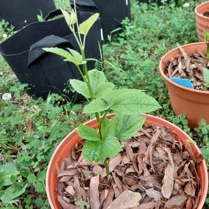 Green SEEDS (african Spinach, Efo Tete, Callaloo, Amaranthus Hybridus ...