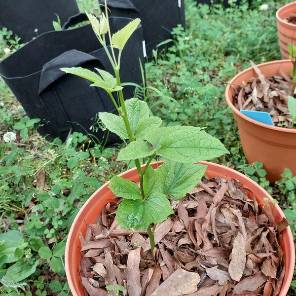 Scent Leaf SEEDS, Clove Basil, African Basil, Nchanwu, Efirin, Ntonng ...