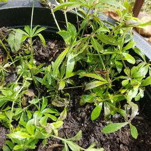 Bare-root Wild Ginger Plants - Etsy