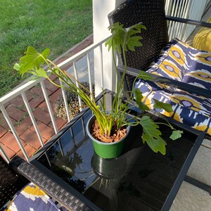 Variegated Tri Color Ginger Tropical Plan,t Red, Green, White, Garden ...