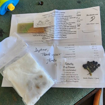 Noni Seeds/morinda Citrifolia/hawaiian Canoe Plant/hawaii Trees ...