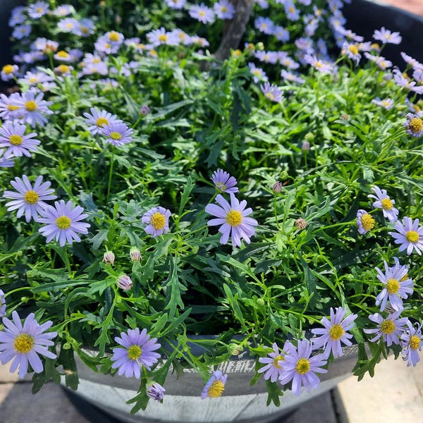 Live Mother of Millions / Devil’s Backbone / Kalanchoe Delagoensis - Etsy