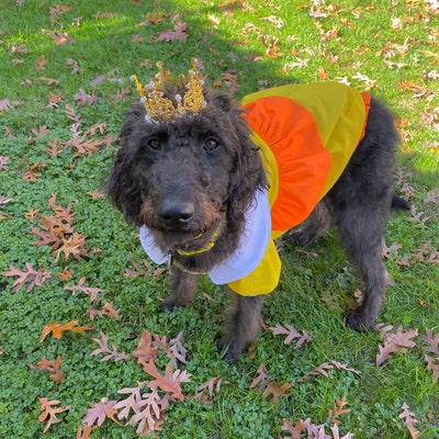 Princess Daisy Pet Costume From Super Mario Brothers XS-XL - Etsy