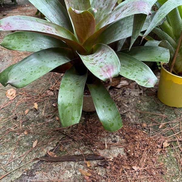 Bromeliad Alcantarea Imperialis ‘rubra’ - Etsy