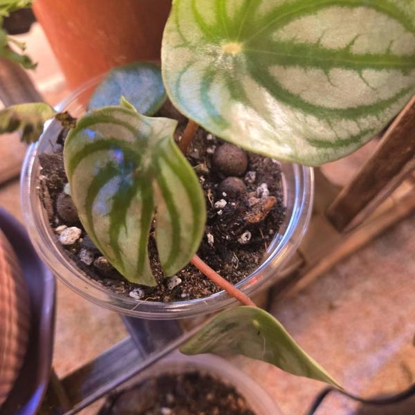 Alocasia Pink Princess Starter Plant (ALL STARTER PLANTS Require You to ...