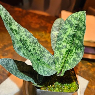 Rlc.. Sung Ya Green 'mailman' 2.5 Pot - Etsy