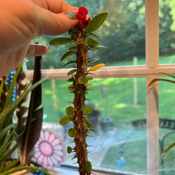 Men's Jacket // Vintage Jacket // STP Oil Retro Jacket // Kingsroad STP ...