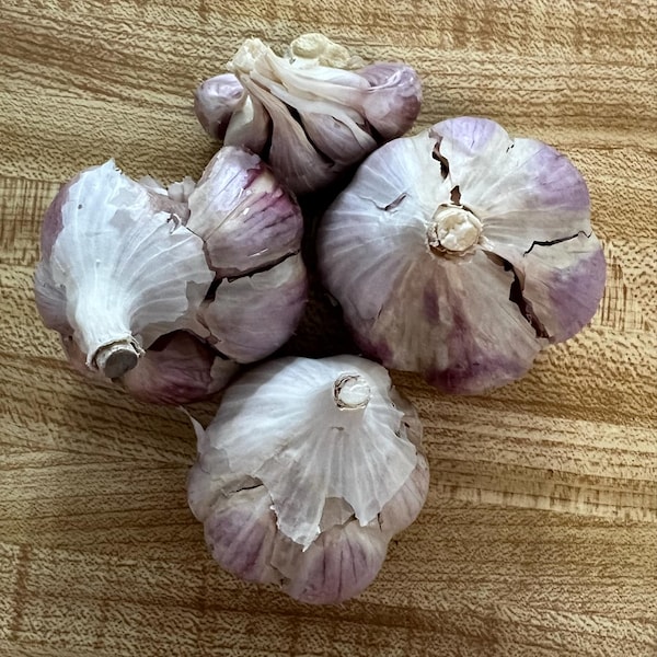 Sweet Fire Relish 16 Ounce Jar BJ Gourmet Garlic Farm - Etsy