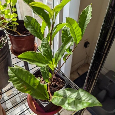 Camellia Sinensis live Tea Plant Propagated From Plants at - Etsy