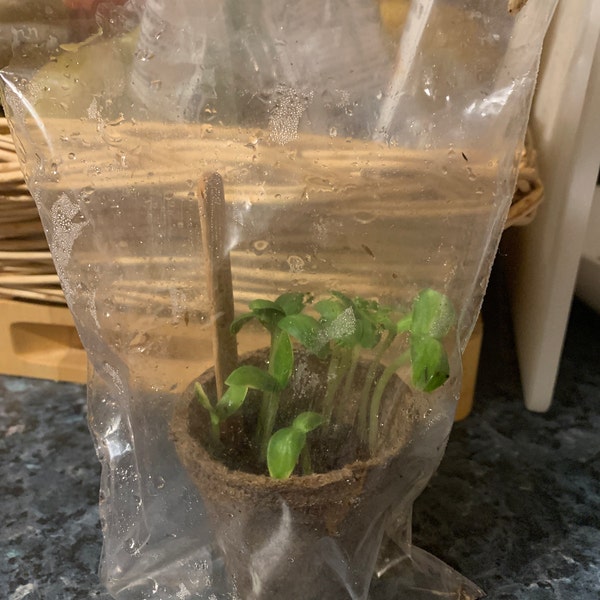 Cactus Kit Grow Your Own Cacti Plants Indoors gardening Gift - Etsy UK