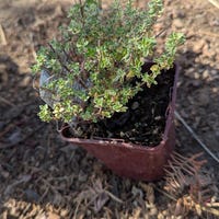Juniperus Blue Arrow, Upright Blue Juniper, Evergreen Conifer 1 Gallon ...