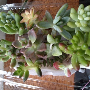 5 Cuttings Lampranthus Blandus 'pink Vygie' Succulent | Etsy