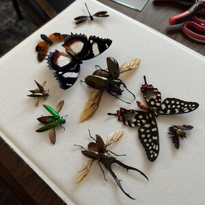 Insect Spreading Board / Butterfly Mounting Board / - Etsy