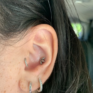 Crossover Conch Clicker Hoop G23 Titanium 12mm Gold Conch - Etsy